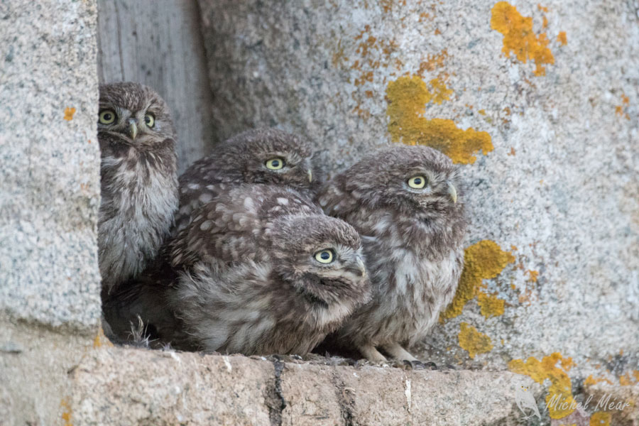 Nourrissage des chevêches
